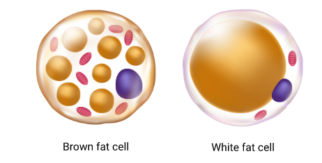 SlimSweets Reviews – Fitera Slim Sweets For Healthy Weight Loss ...